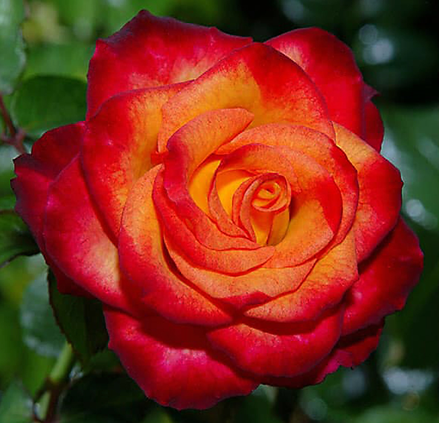 The Fabulous Roses Of Dave Bang – TUCSON ROSE SOCIETY