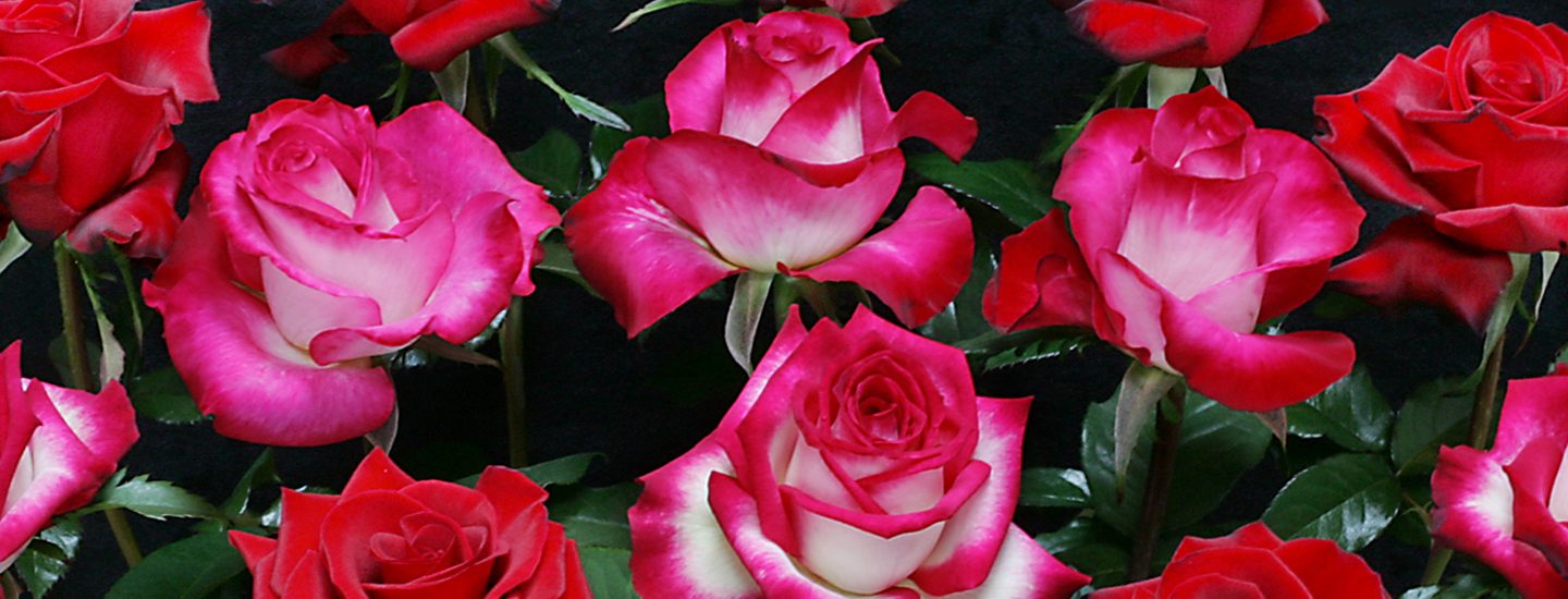 TUCSON ROSE SOCIETY – Your Gateway To Growing Great Roses